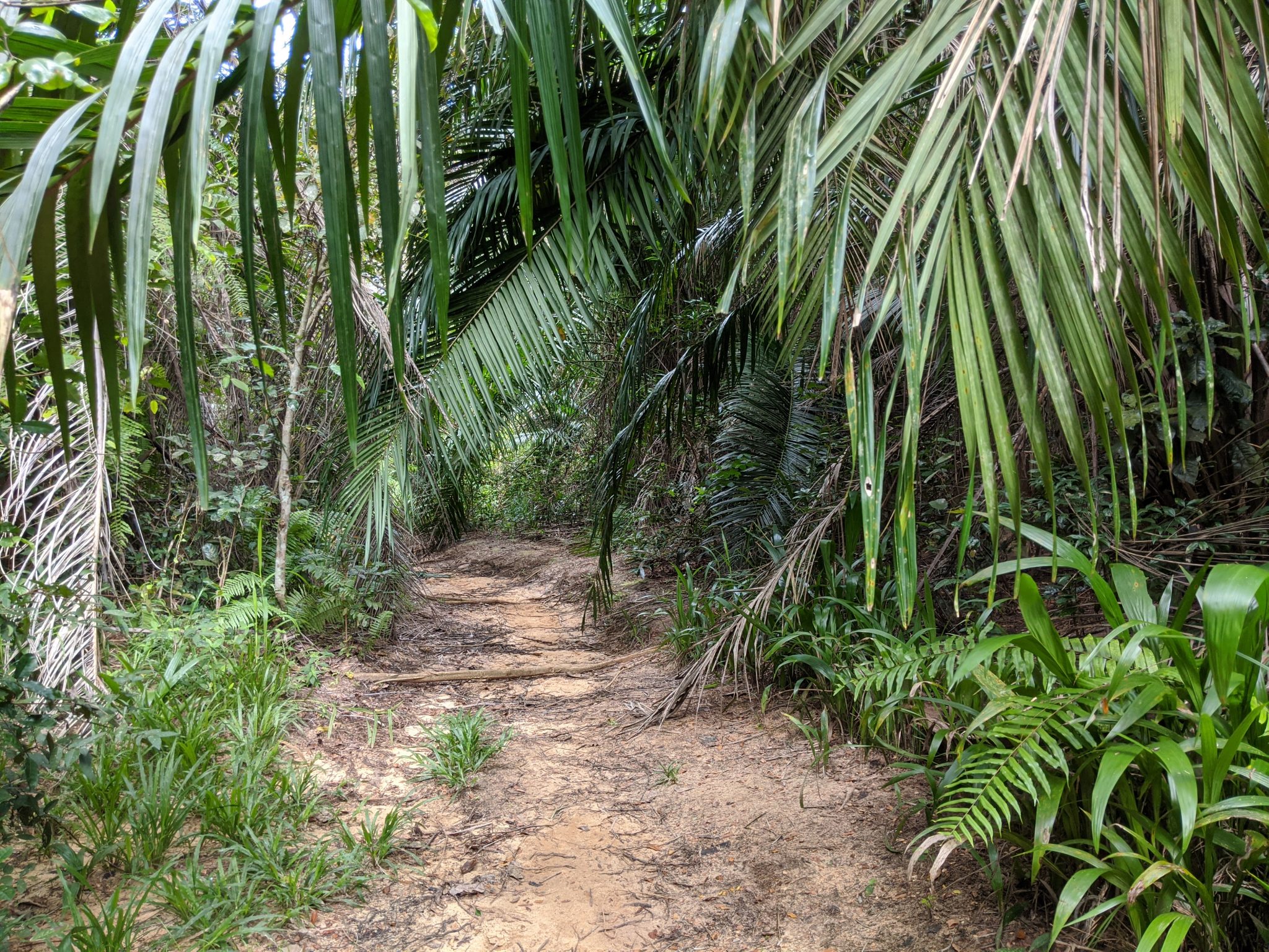 Zanzibar hiking tour -Masingini Forest