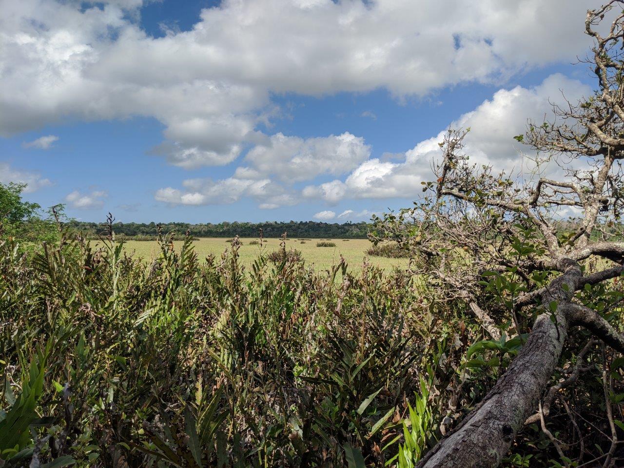 Zanzibar hiking tour - Jozani Forest