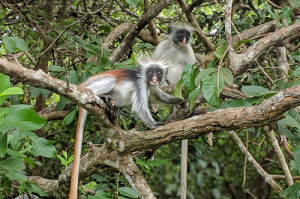 Zanzibar hiking tour -Masingini Forest